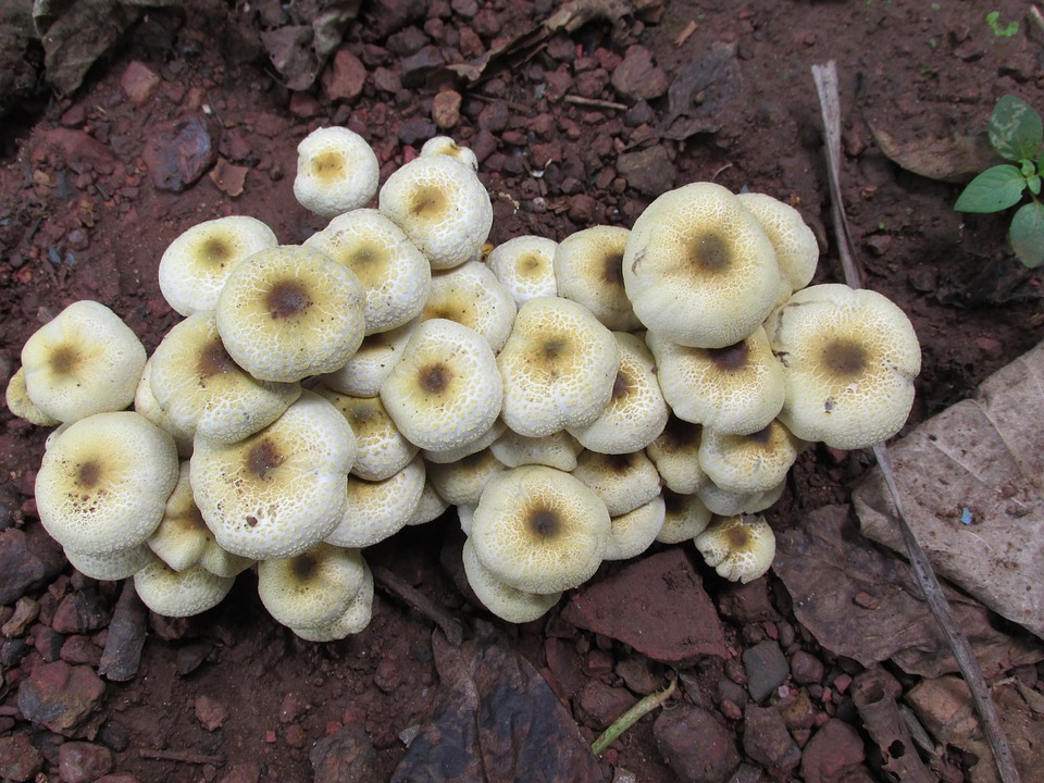 Mushroom Fungi Fungus - Free photo on Pixabay - Pixabay