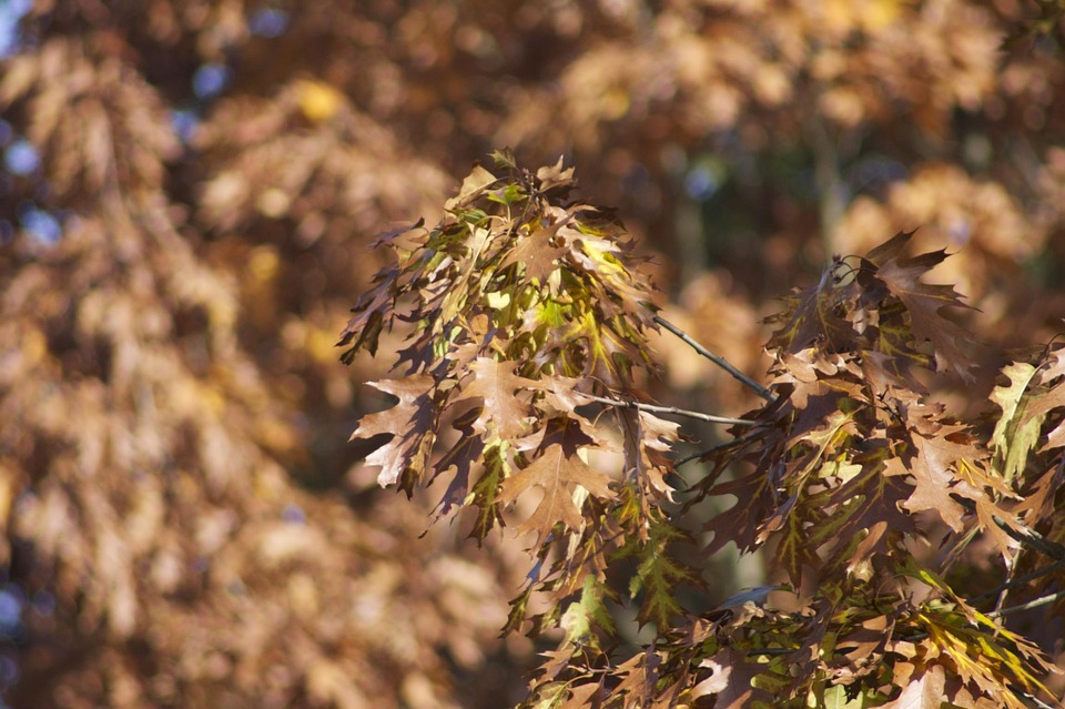 Daun Oak Jatuh Pohon - Foto gratis di Pixabay - Pixabay