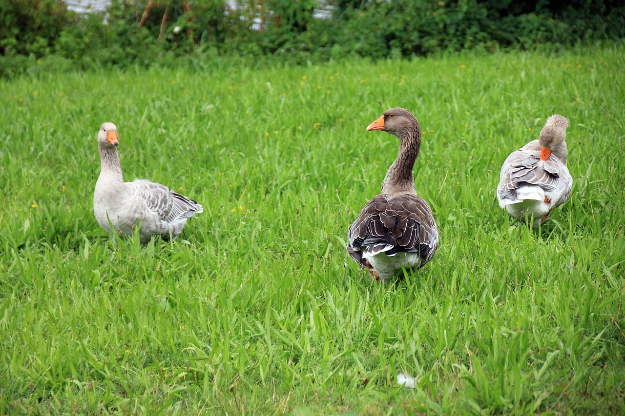 Animal Ganso Gansos - Foto gratuita no Pixabay - Pixabay