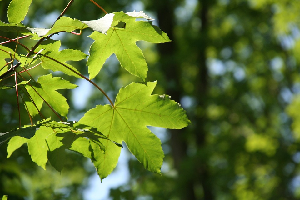 Tree Maple Leaf - Free photo on Pixabay - Pixabay