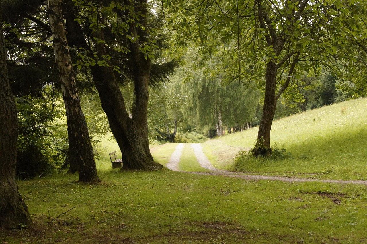 Nature Trees Path - Free photo on Pixabay - Pixabay