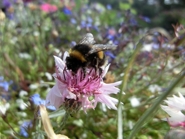 Bumblebee Flower Blossom - Free photo on Pixabay - Pixabay