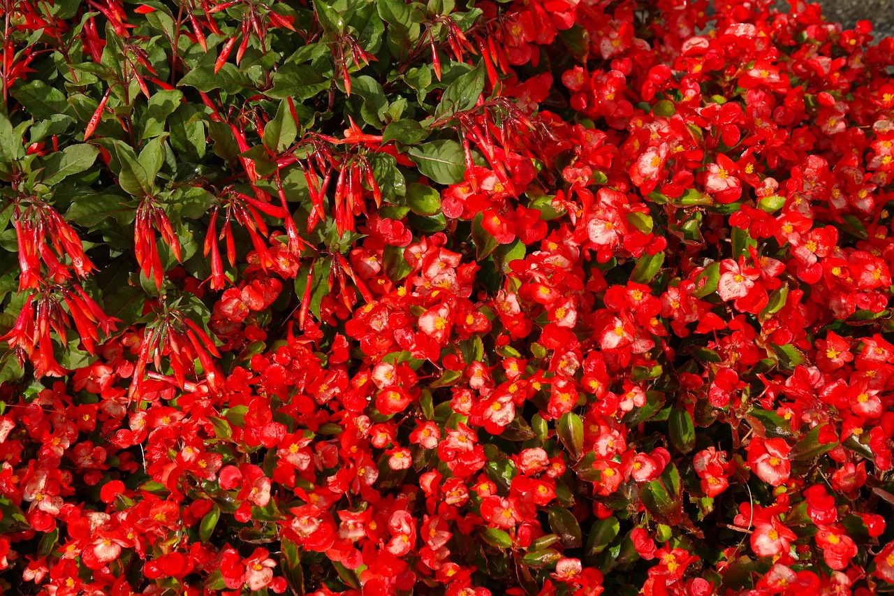 Coral Fuchsia Blossom Bloom - Free photo on Pixabay