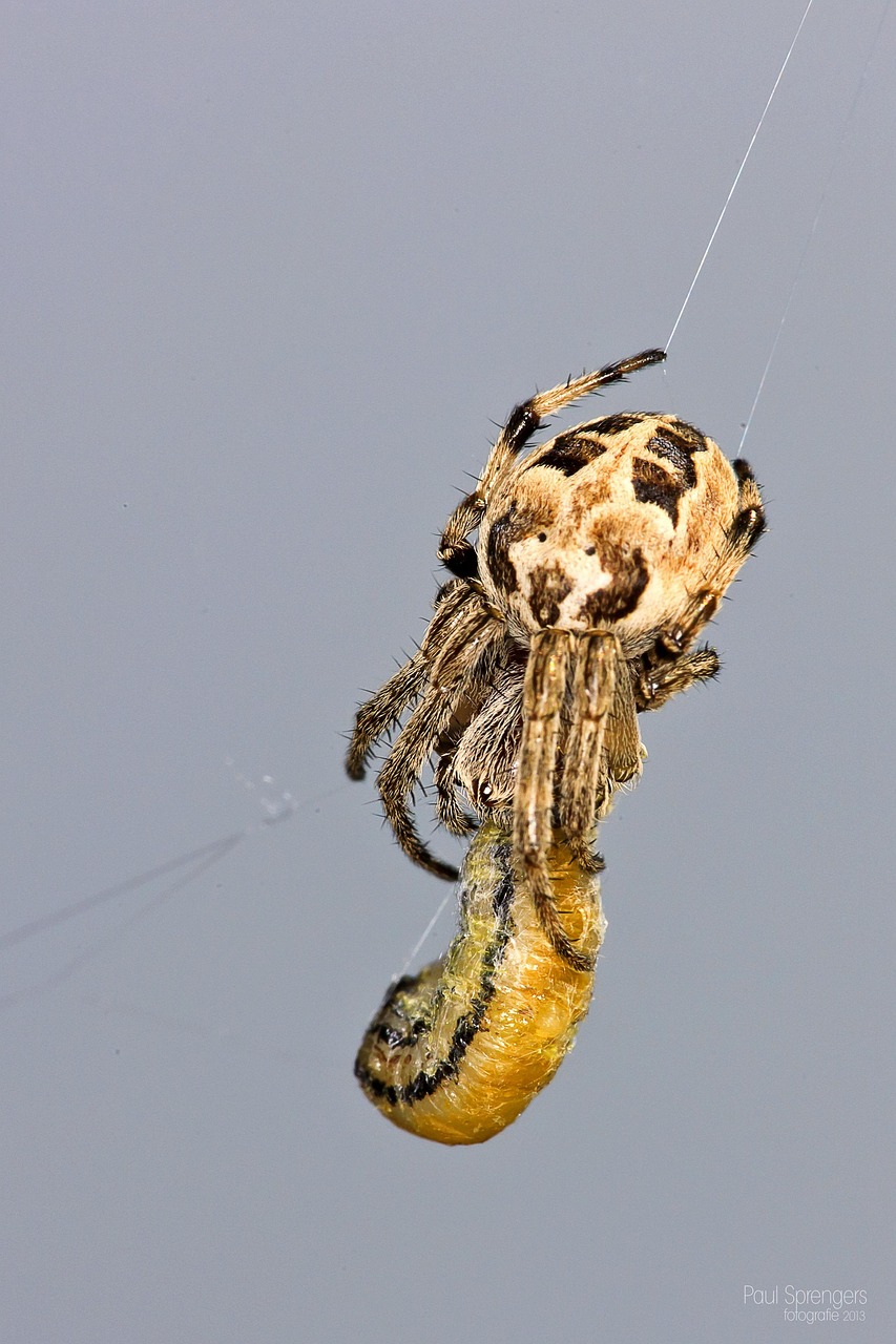 Aranha De Jardim Spin Aracnida - Foto gratuita no Pixabay - Pixabay