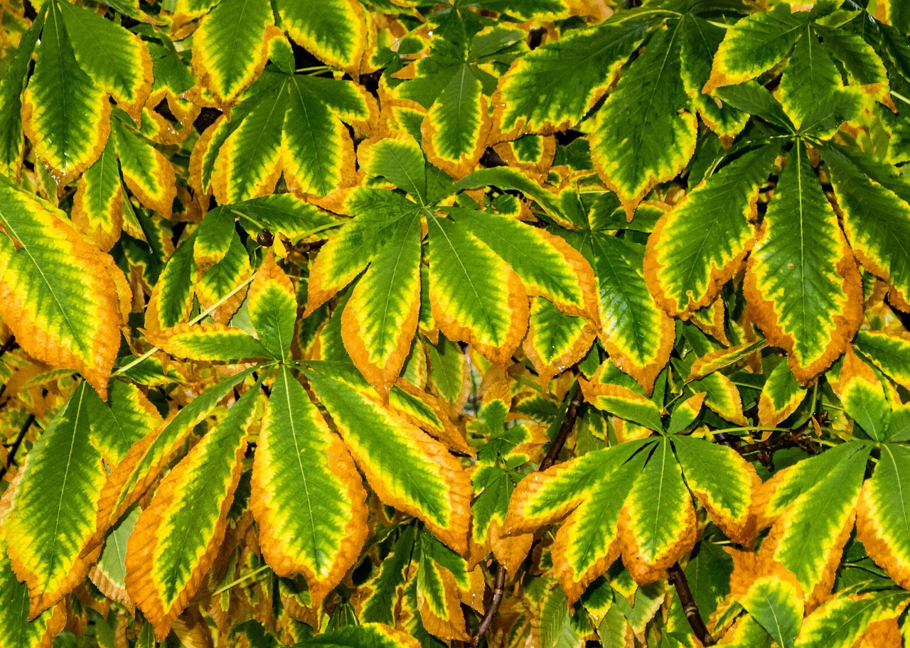 Brown Tree Autumn - Free photo on Pixabay