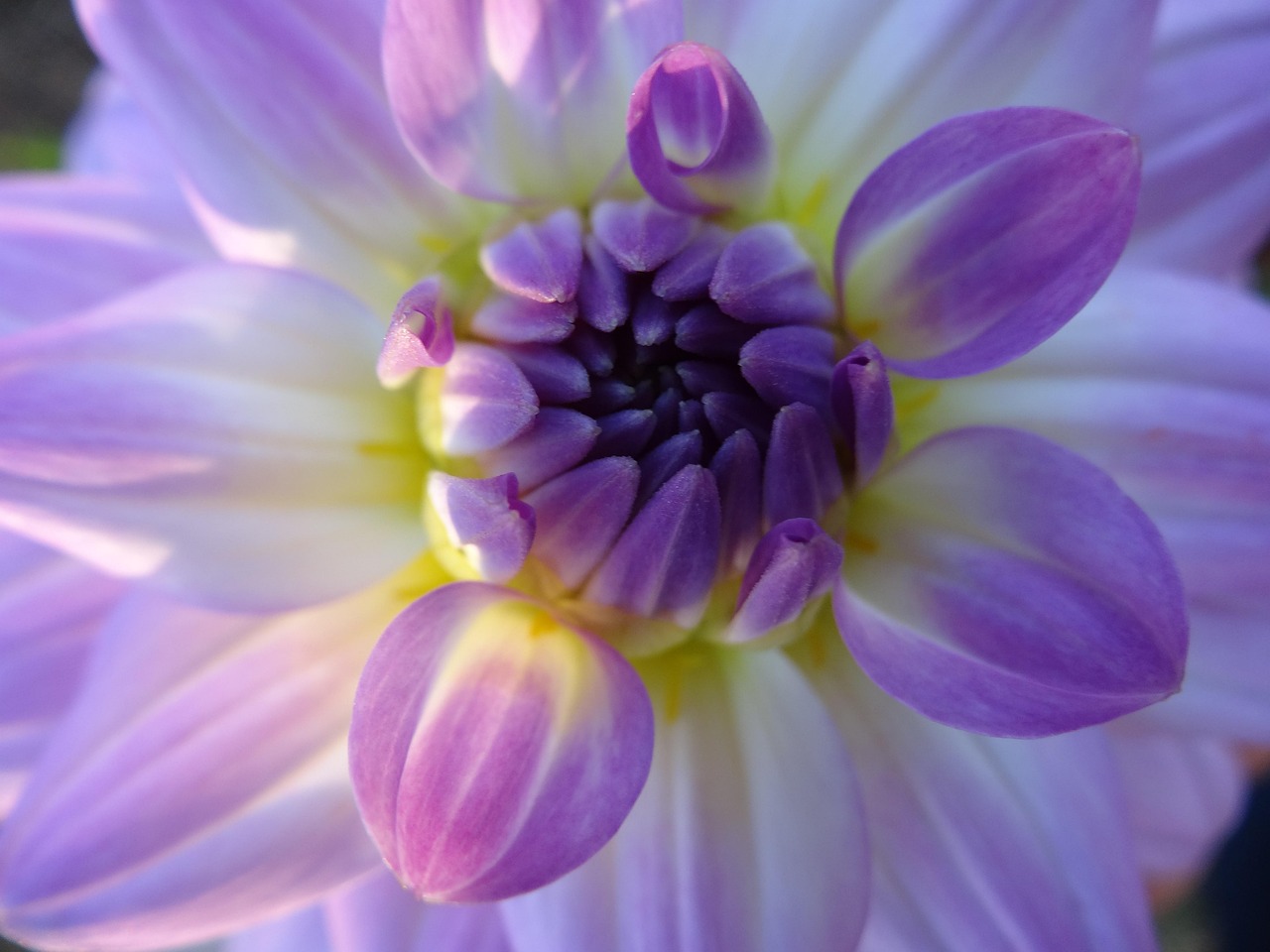 Ungu Putih Bunga - Foto gratis di Pixabay - Pixabay
