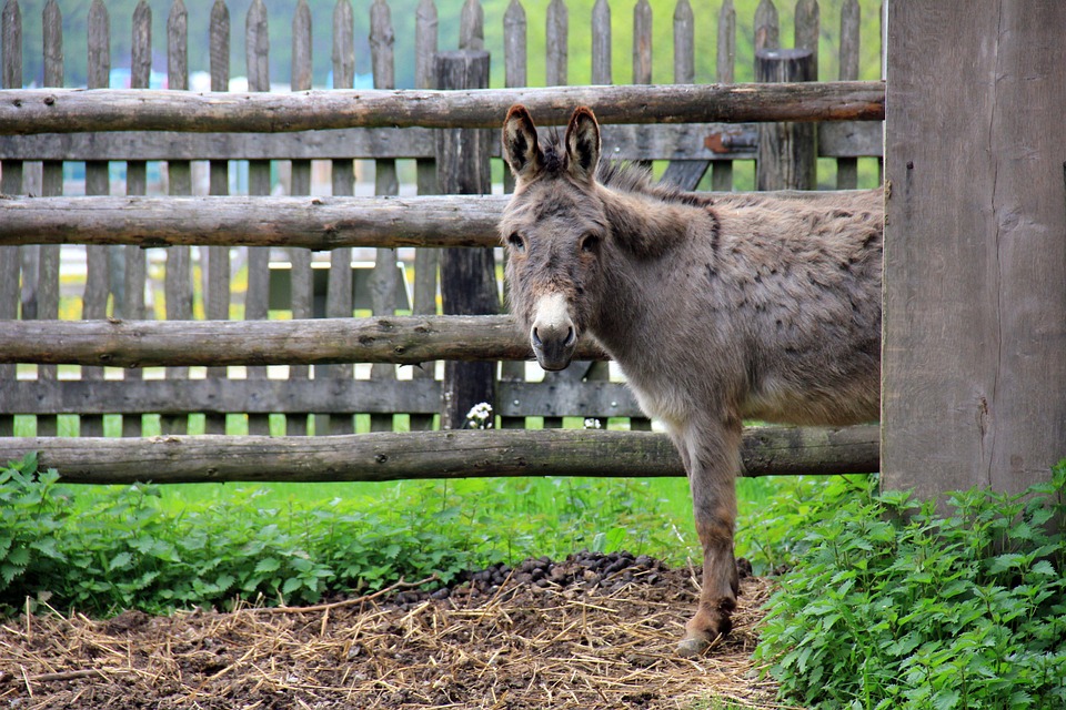 Animal Country Life Fence - Free photo on Pixabay - Pixabay