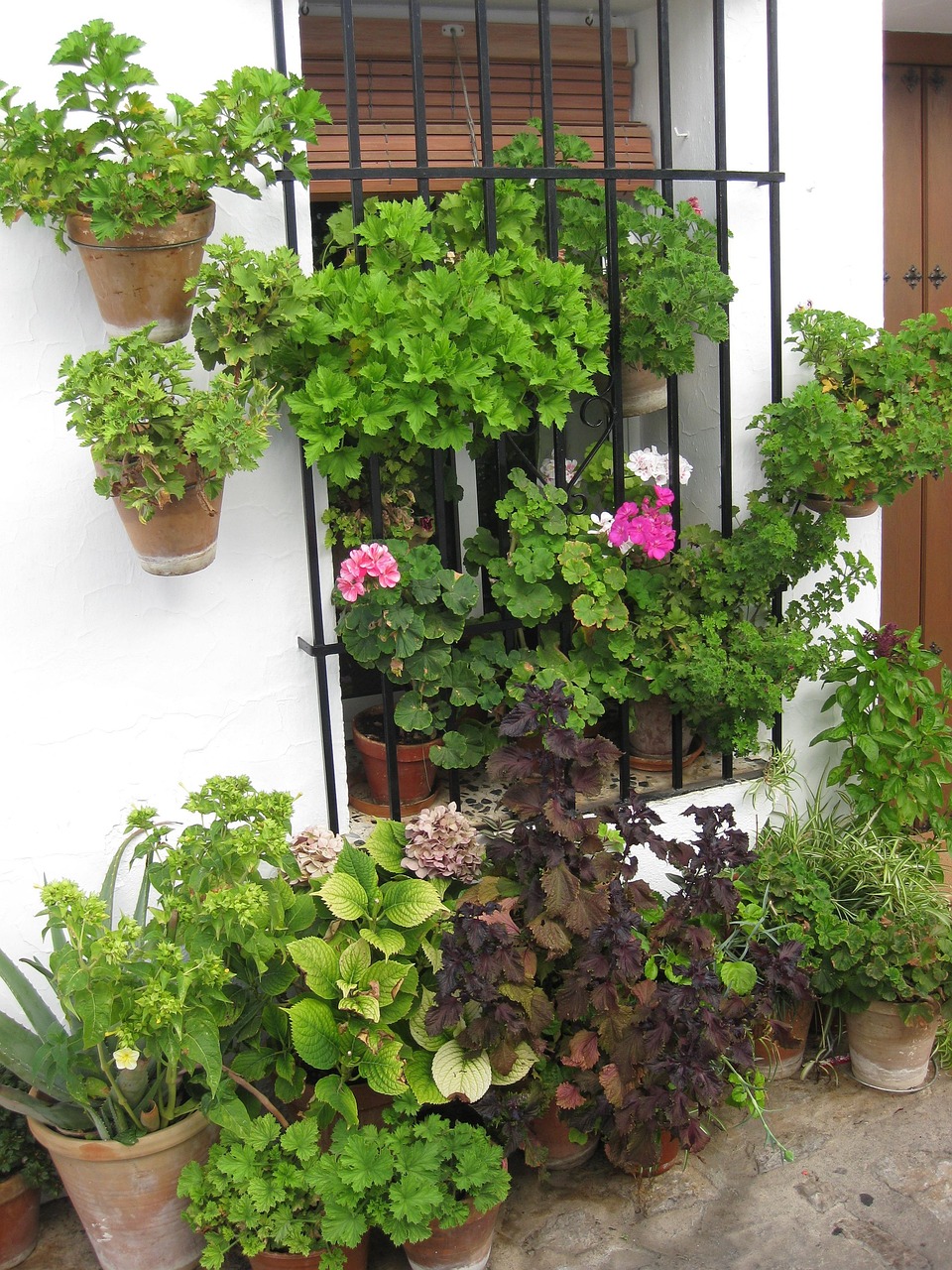 Window Flowers - Free photo on Pixabay