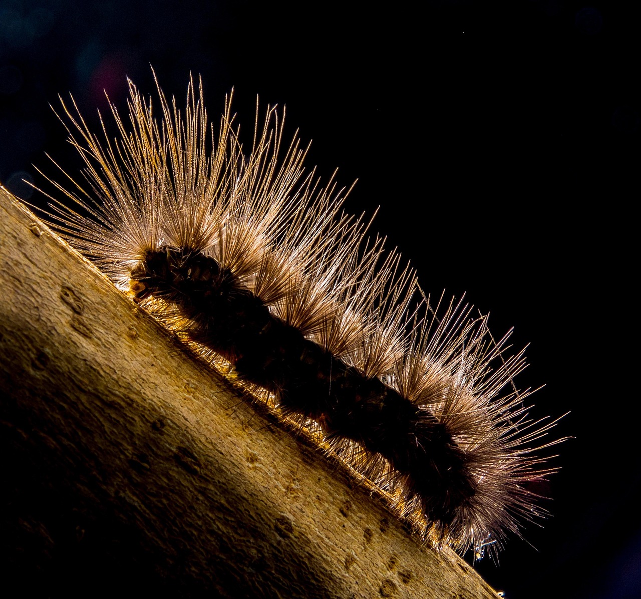 Caterpillar Haired Close - Free photo on Pixabay - Pixabay