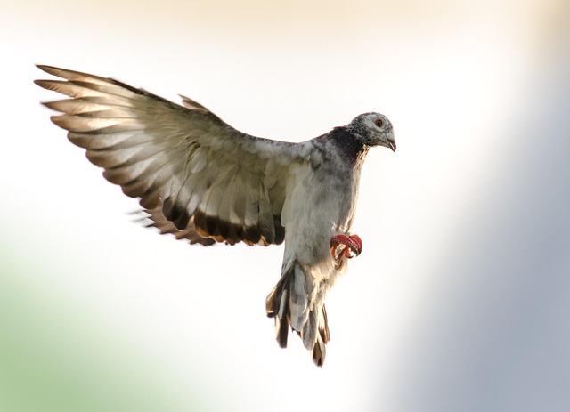 Domestic Pigeons Flight Wings - Free photo on Pixabay