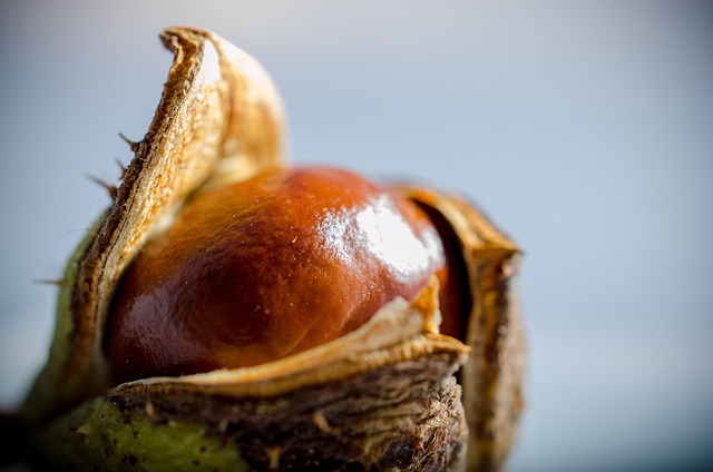 Plus de 600 images de Marronnier et de Nature - Pixabay