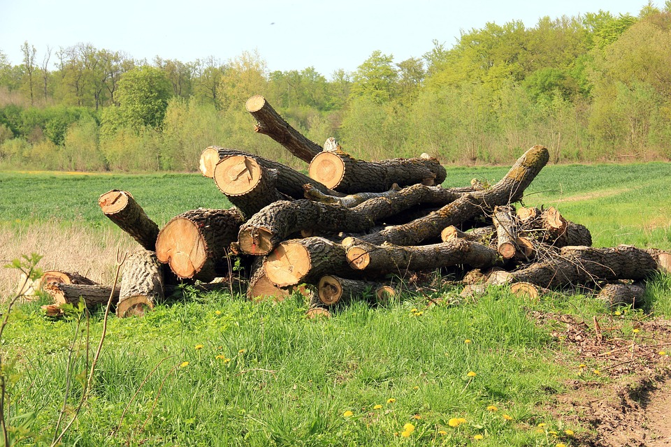 Wood Forest Landscape Tree - Free photo on Pixabay - Pixabay