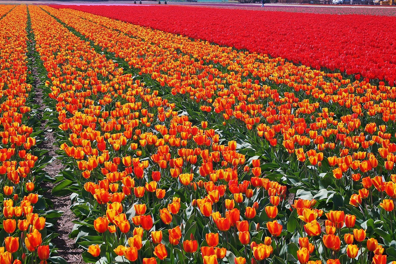 Tulpen Bollenvelden Nederland - Gratis foto op Pixabay