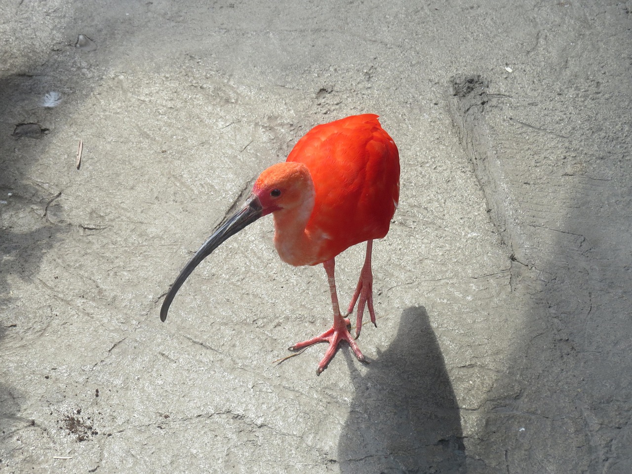 Ibis Escarlata Pájaro Volar - Foto gratis en Pixabay - Pixabay