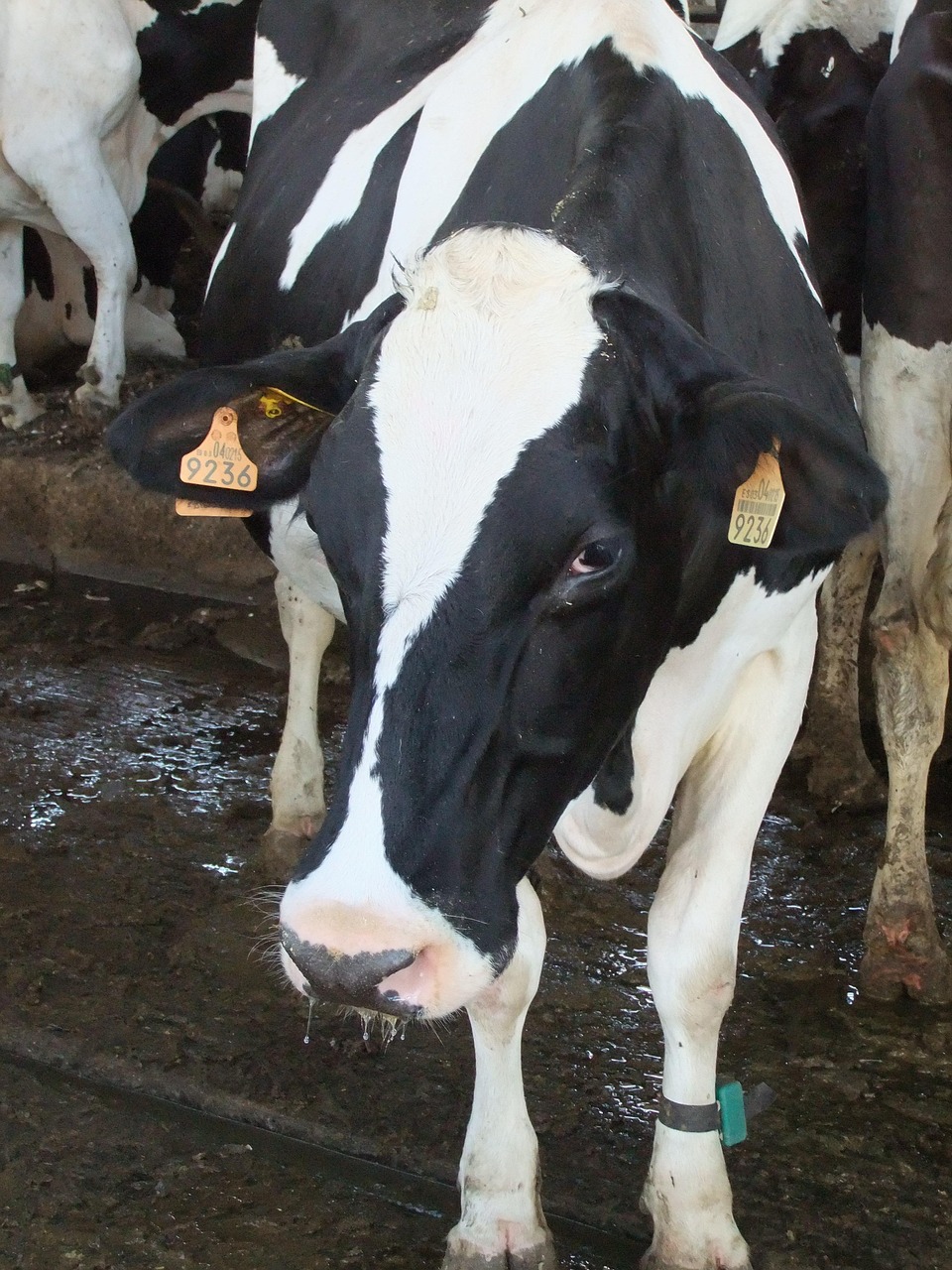 Cow Animals - Free photo on Pixabay - Pixabay