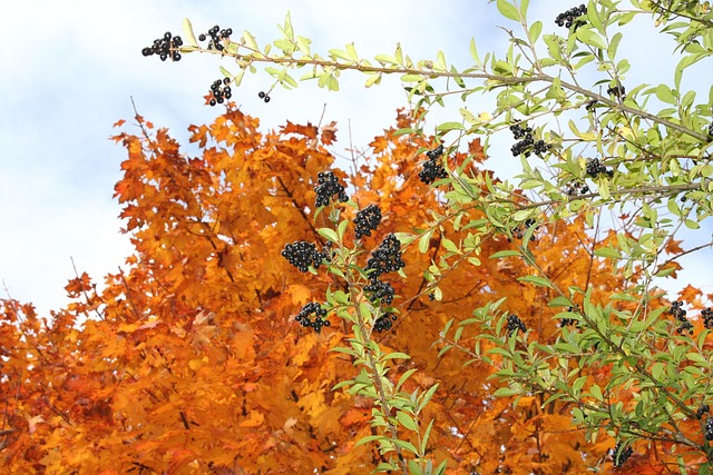 Rowanberries Fall Berry - Free photo on Pixabay - Pixabay