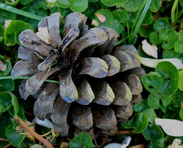 Pine Cone Spiky Round - Free photo on Pixabay