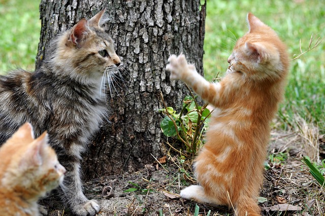 Free Photo Cats Kittens Animals Mammals Free Image On Pixabay