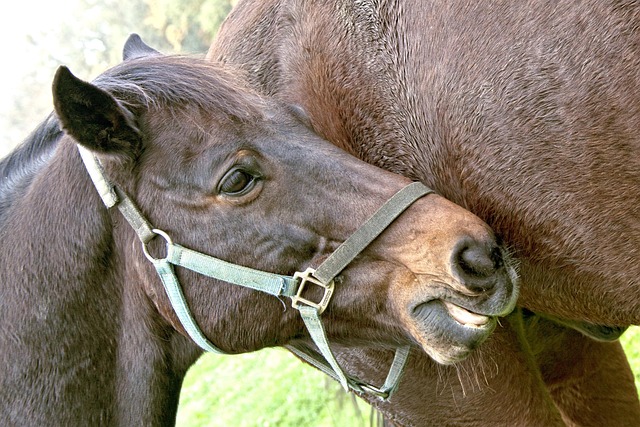 Cabeza De Caballo Animal - Foto gratis en Pixabay - Pixabay