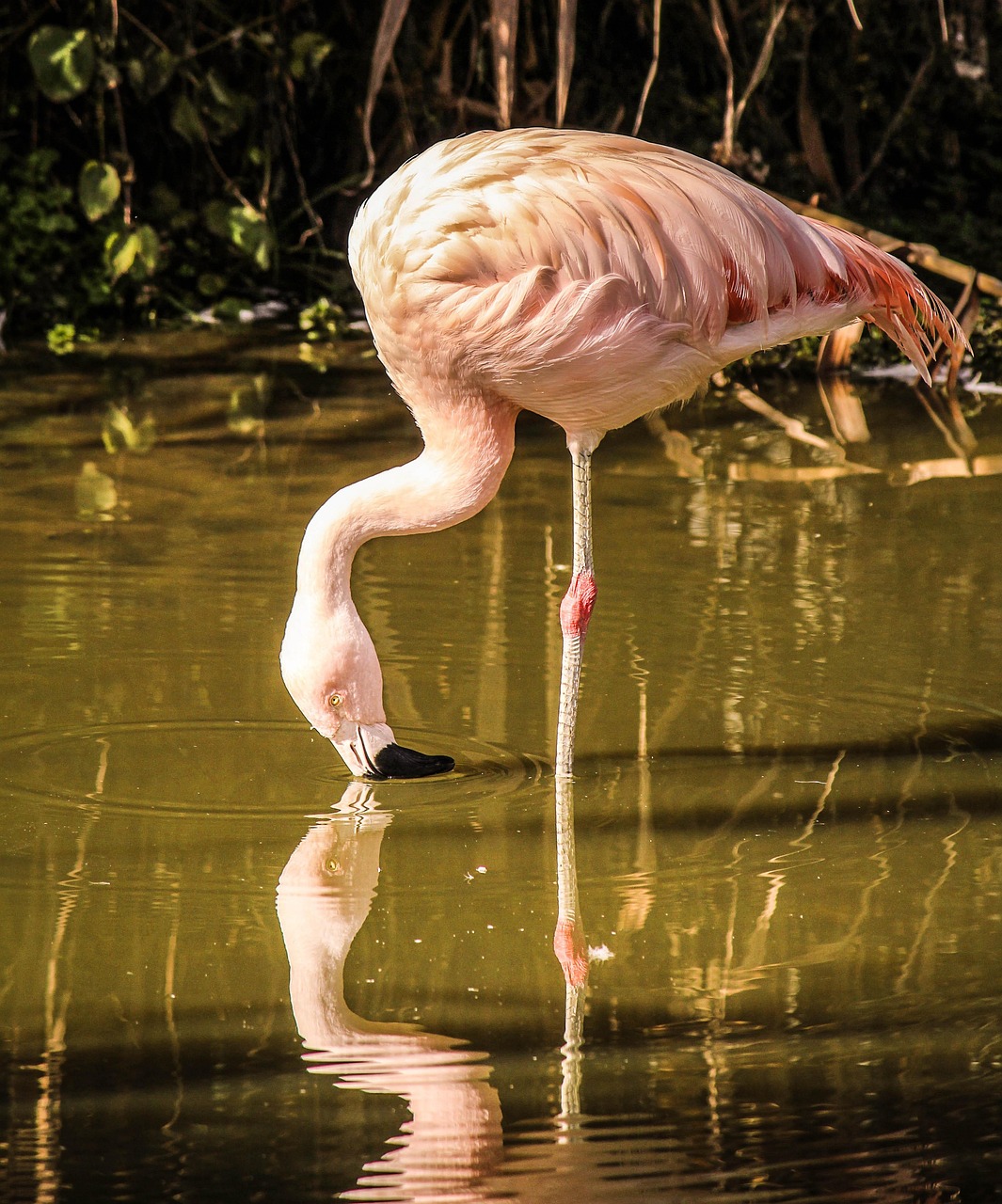Flamingo Wading Bird Pink Feathers Free Photo On Pixabay Pixabay Flamingo Wading Bird Pink Feathers Free Photo On Pixabay Pixabay