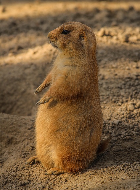 Chien De Prairie Cynomys Rongeurs - Photo gratuite sur Pixabay