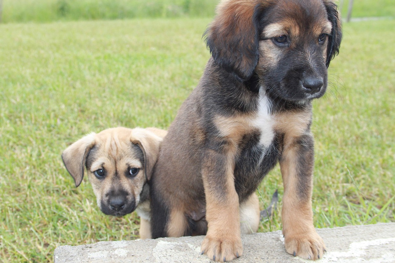 Dog Animal Meadow - Free photo on Pixabay - Pixabay