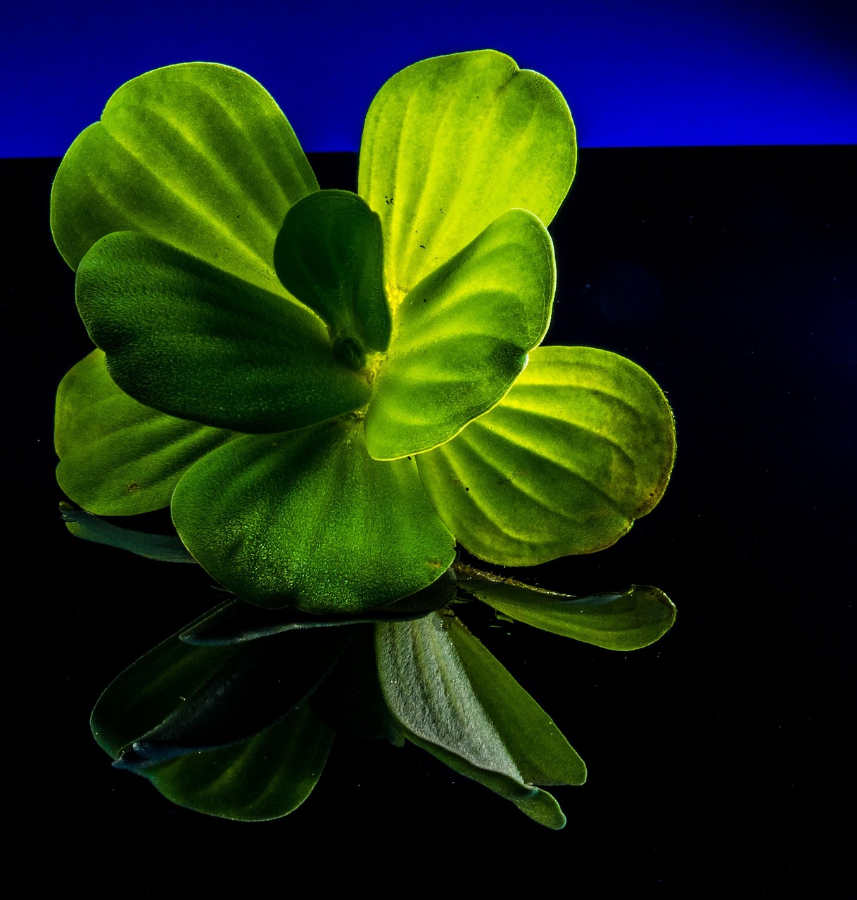 Floating Plant Foliage - Free photo on Pixabay