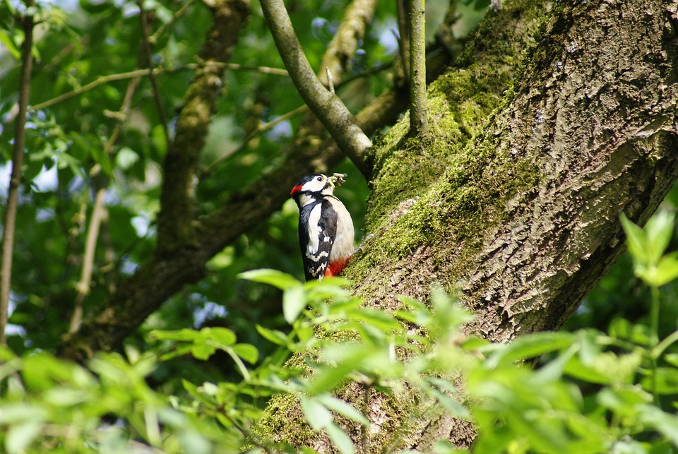Buntspecht Specht Fauna · Kostenloses Foto auf Pixabay