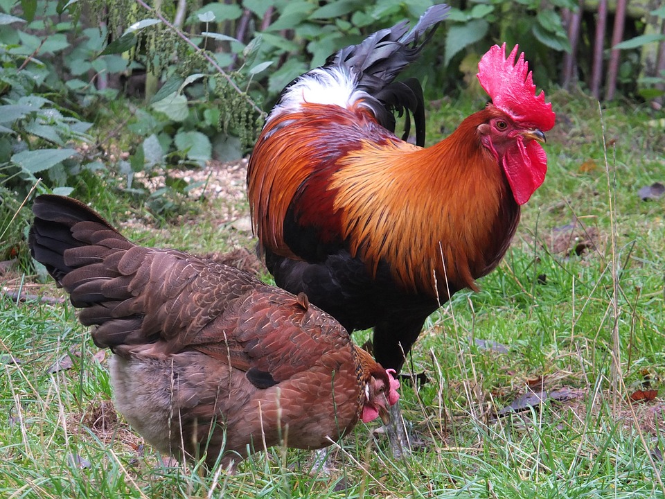 The Hen Poultry Domestic - Free photo on Pixabay