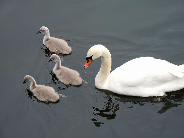 100+ Free Swan Baby & Swan Photos - Pixabay