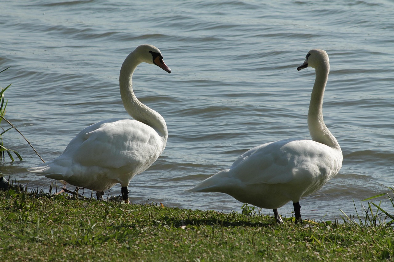 Swan Aves - Foto gratuita no Pixabay - Pixabay