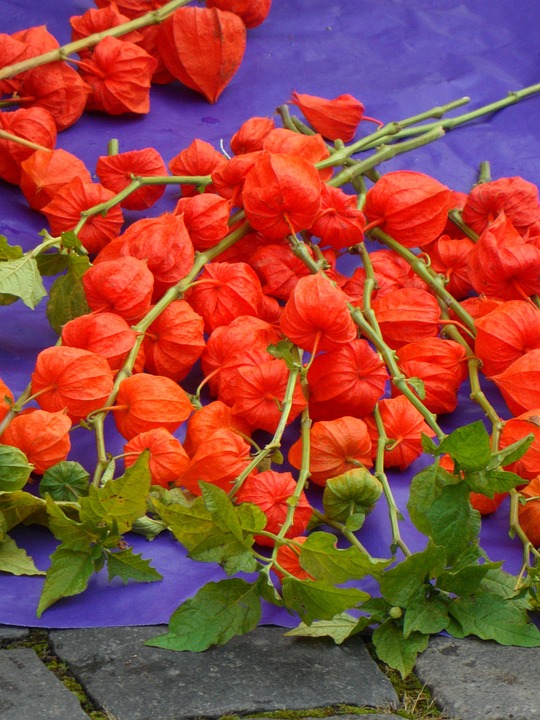 ดอกไม้ Lampion ตลาด Physalis - ภาพฟรีบน Pixabay - Pixabay