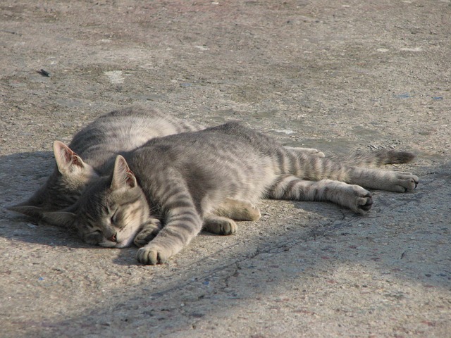 Gatos Mellizos Gris - Foto gratis en Pixabay - Pixabay