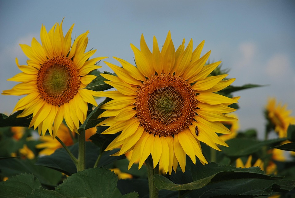 Sonnenblume Sonnenblumen Blume - Kostenloses Foto auf Pixabay