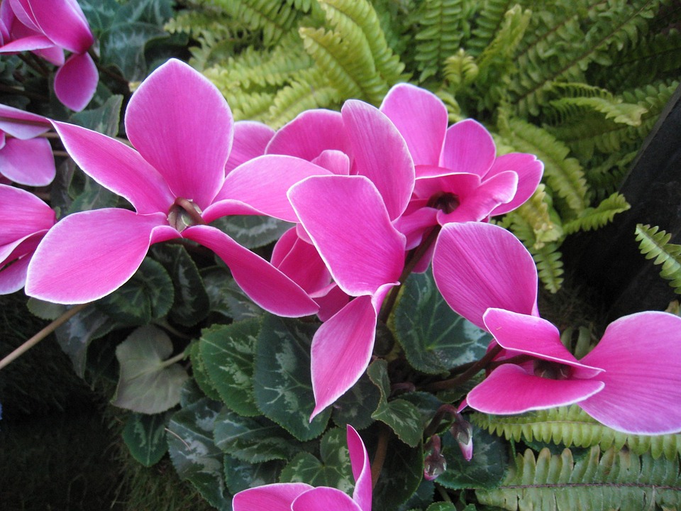 Flowers Cerise Cyclamen - Free photo on Pixabay