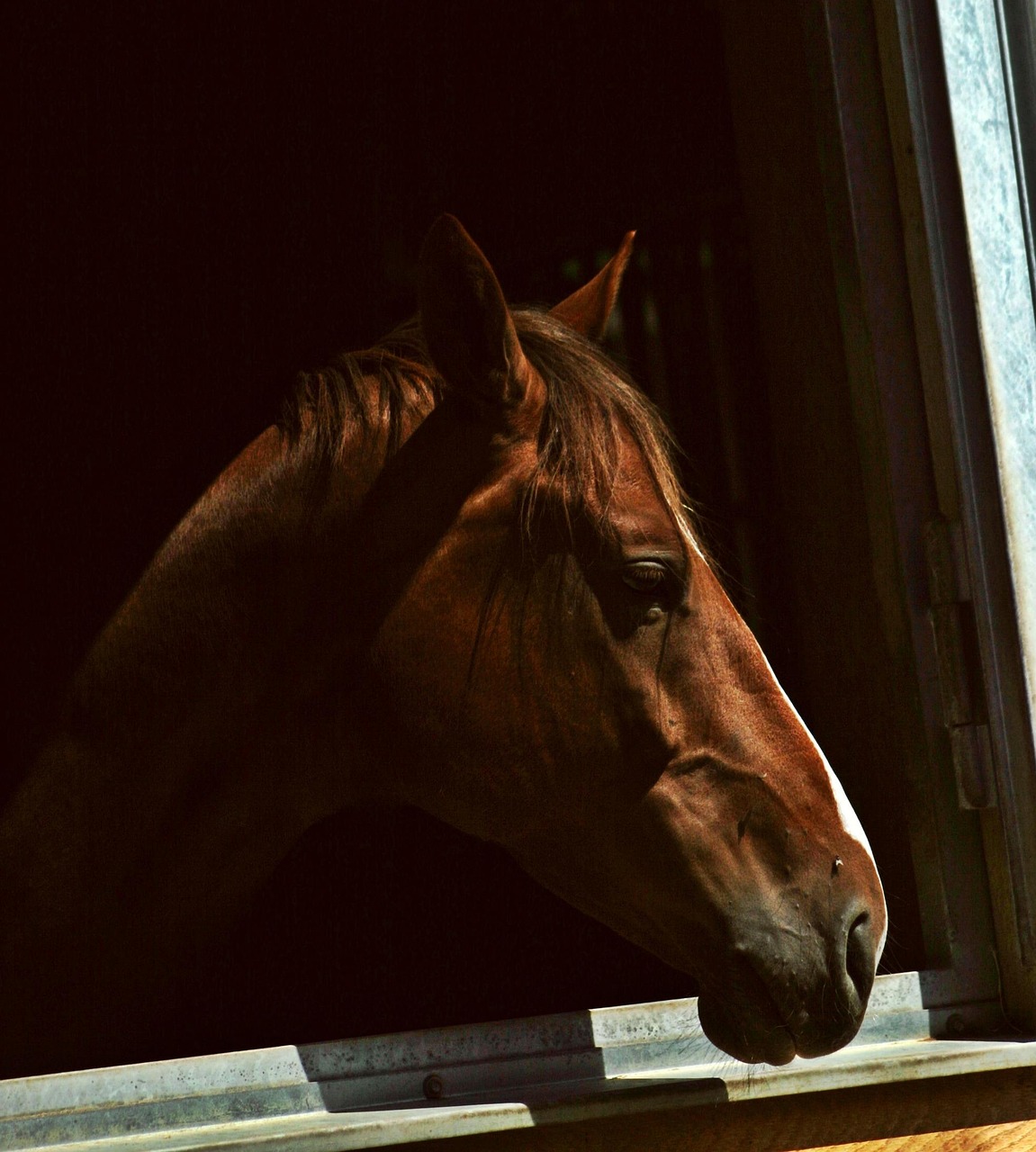Pferd Pferdeportrait Pferdekopf - Kostenloses Foto auf Pixabay - Pixabay