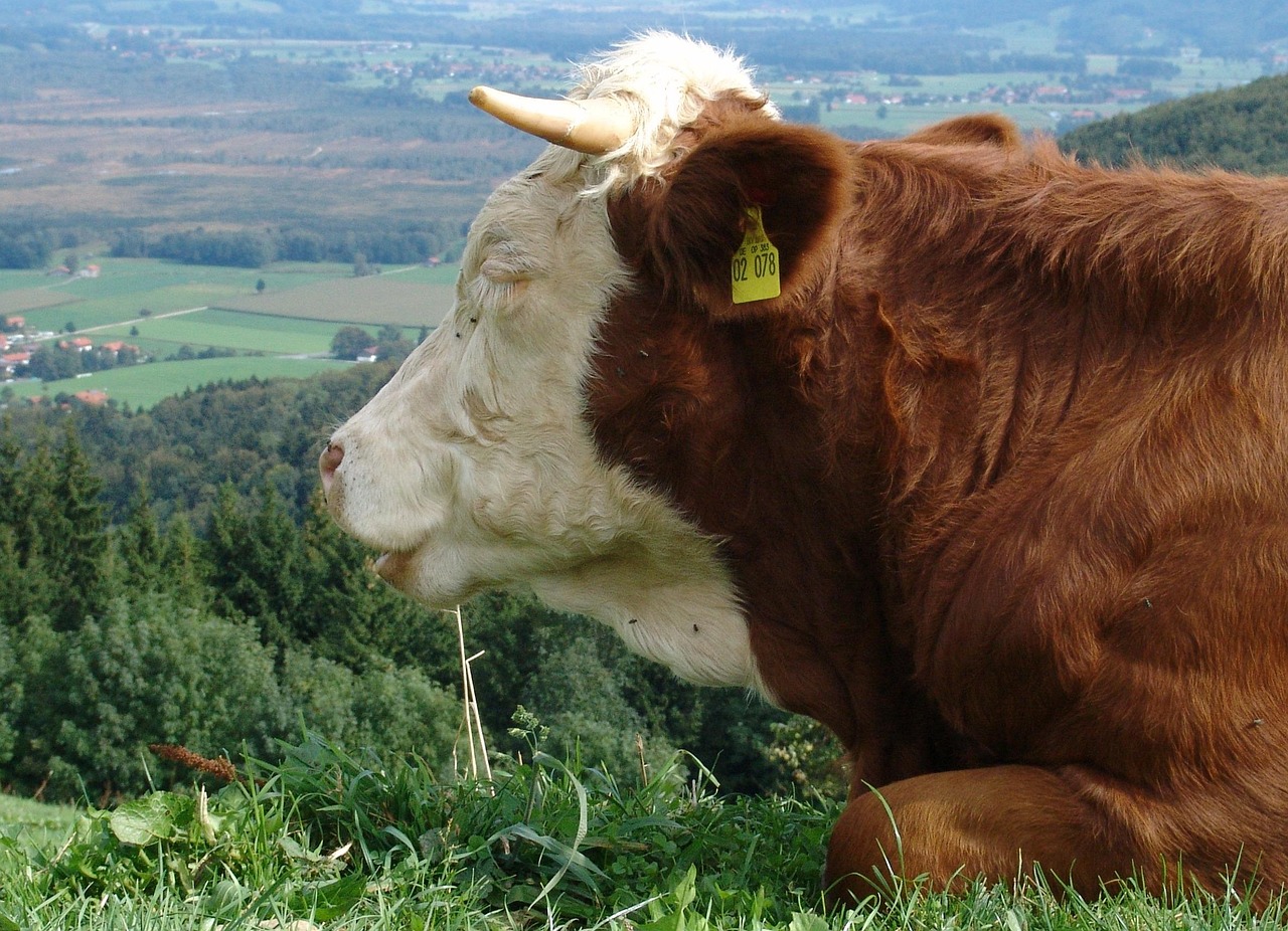 Sapi Padang Rumput Alm - Foto gratis di Pixabay - Pixabay