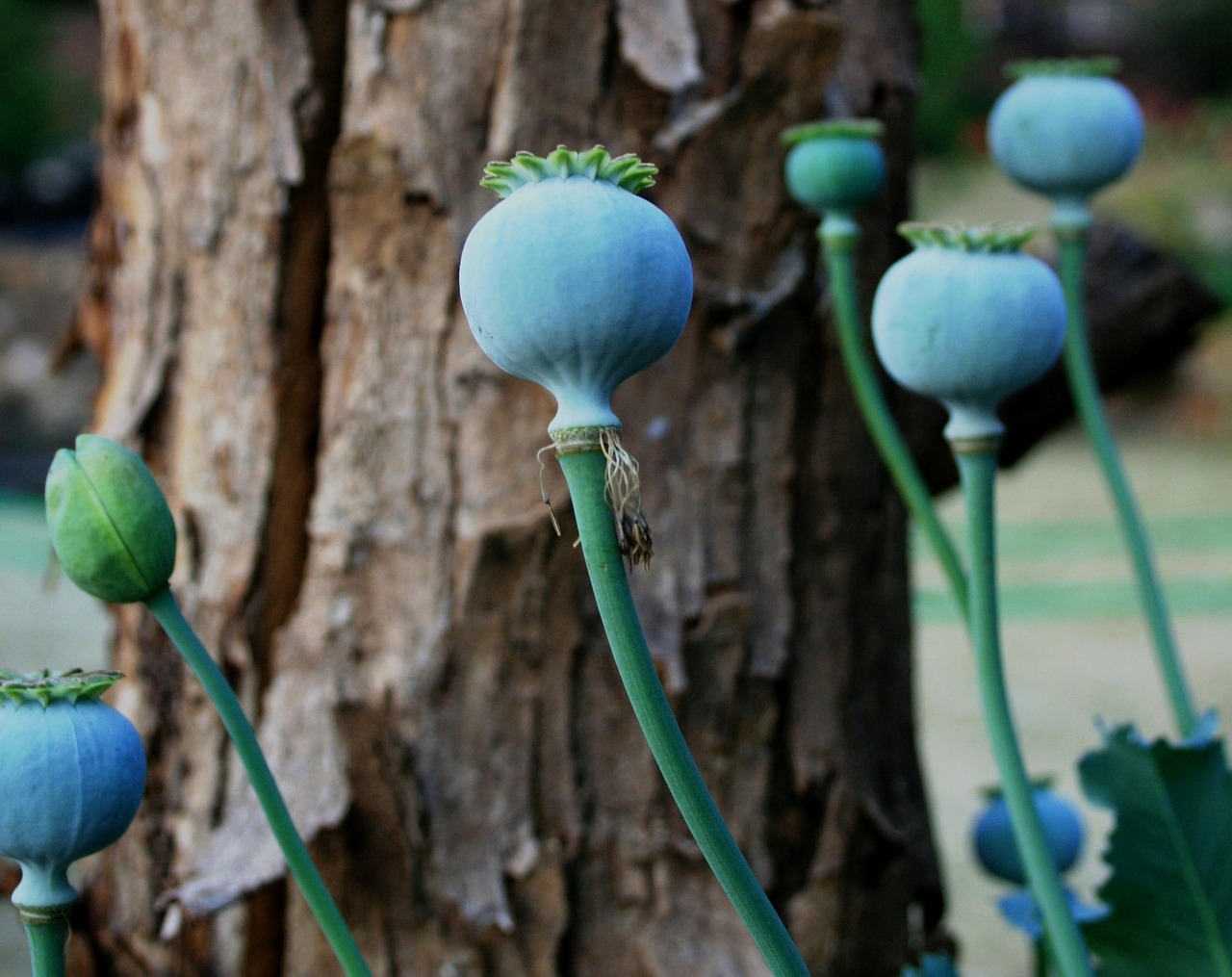 Opium Kantong Biji Hijau - Foto gratis di Pixabay - Pixabay