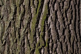Chêne Feuilles De Glands - Photo gratuite sur Pixabay