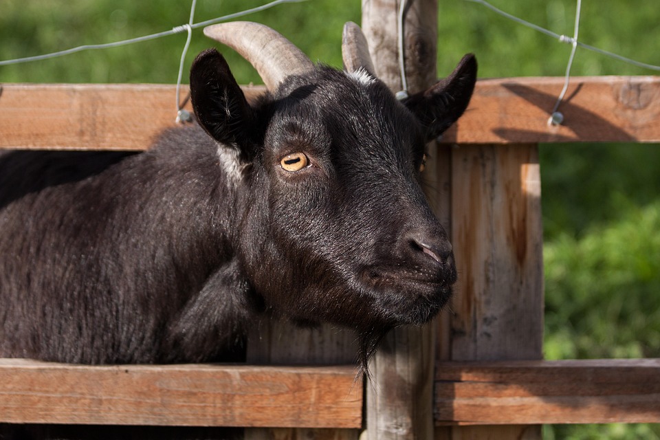 Cabra Domestica Capra Aegagrus - Foto gratis en Pixabay