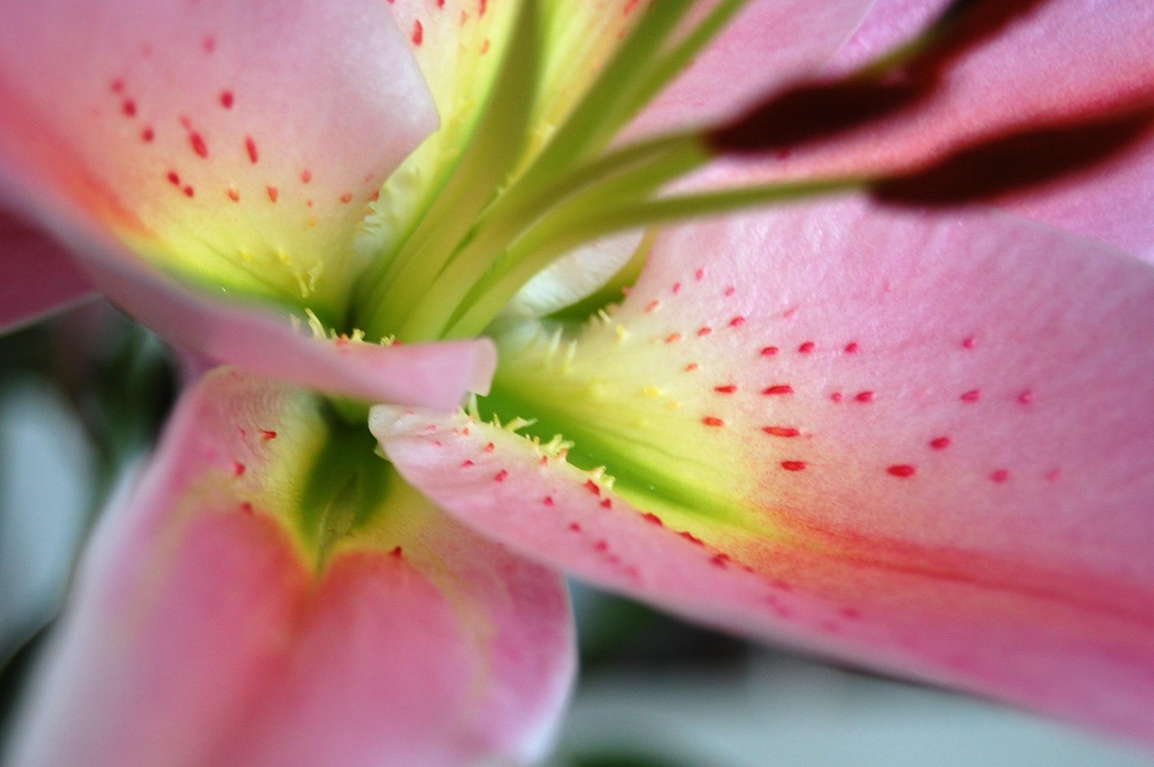 Lirio Flor Planta - Foto gratis en Pixabay - Pixabay