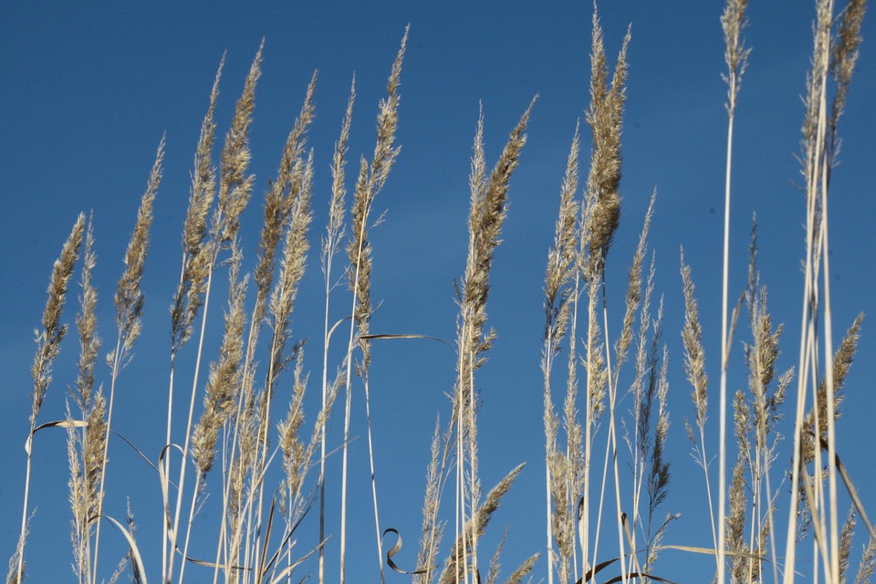 Stalks Grasses Sunshine - Free photo on Pixabay - Pixabay