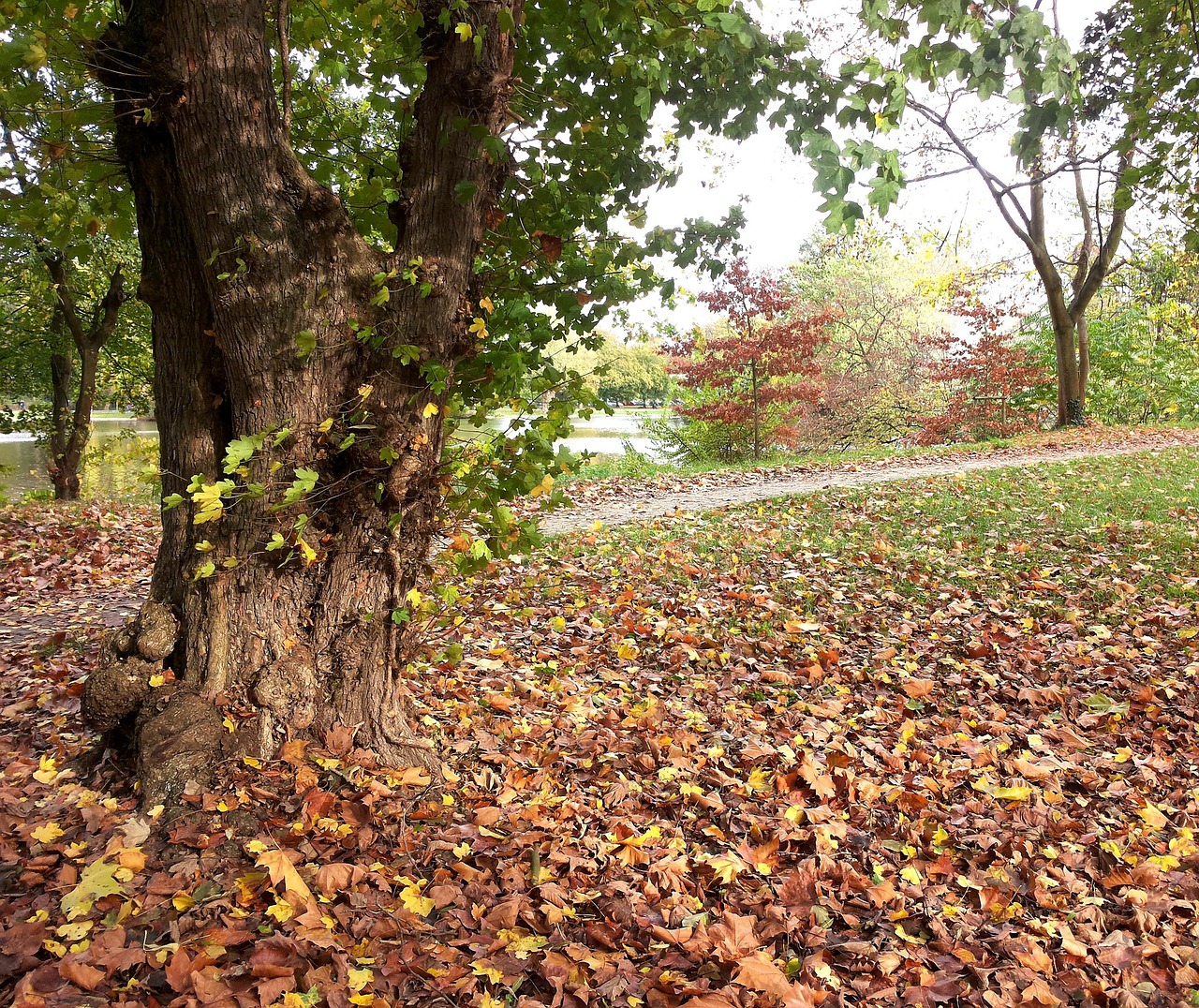 Hojas De Otoño Bosque árbol