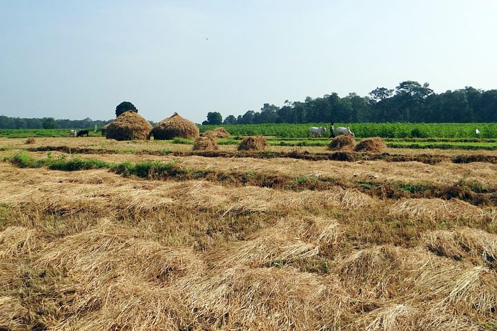 90+ Gambar Panen Padi & Sawah Gratis - Pixabay