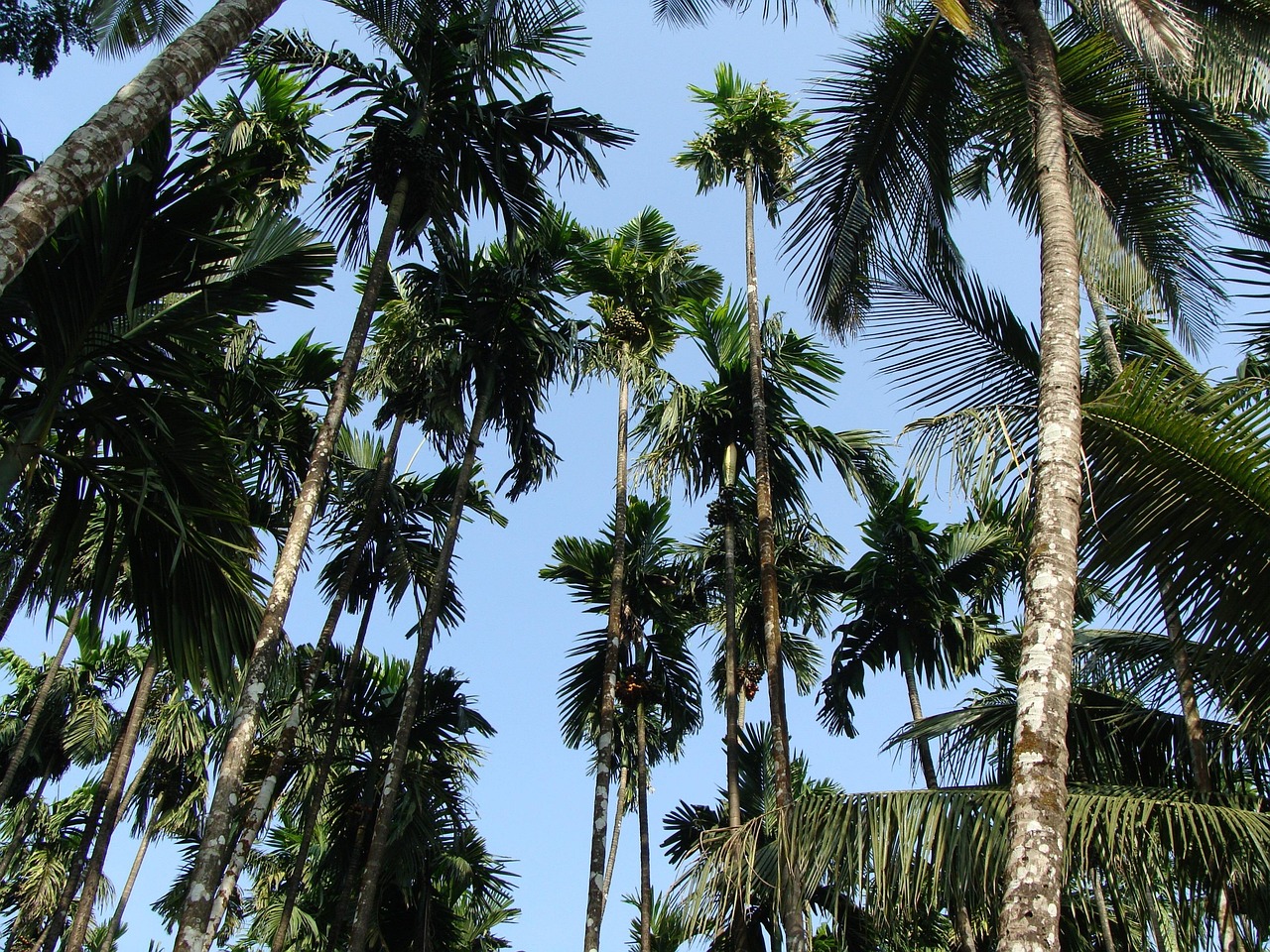 Arecanut Betelnut Orchard - Free photo on Pixabay - Pixabay
