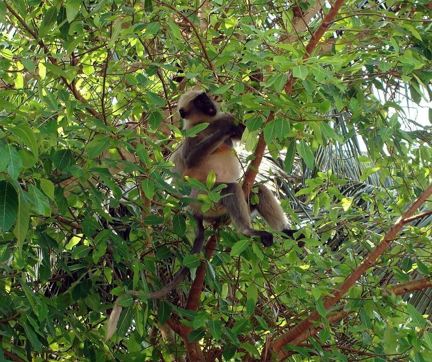 Monyet Hanoman Lutung - Foto gratis di Pixabay - Pixabay