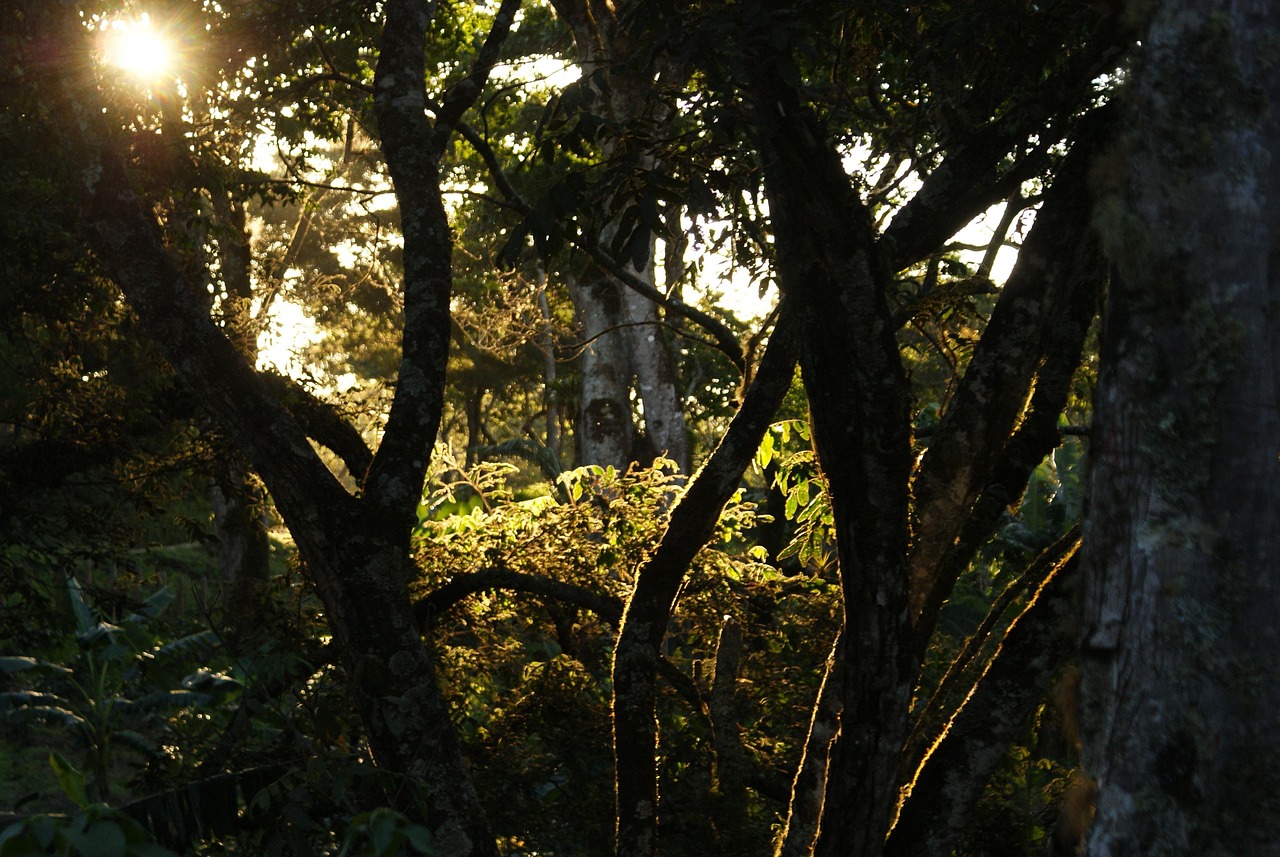 Jungle Park National - Free photo on Pixabay - Pixabay