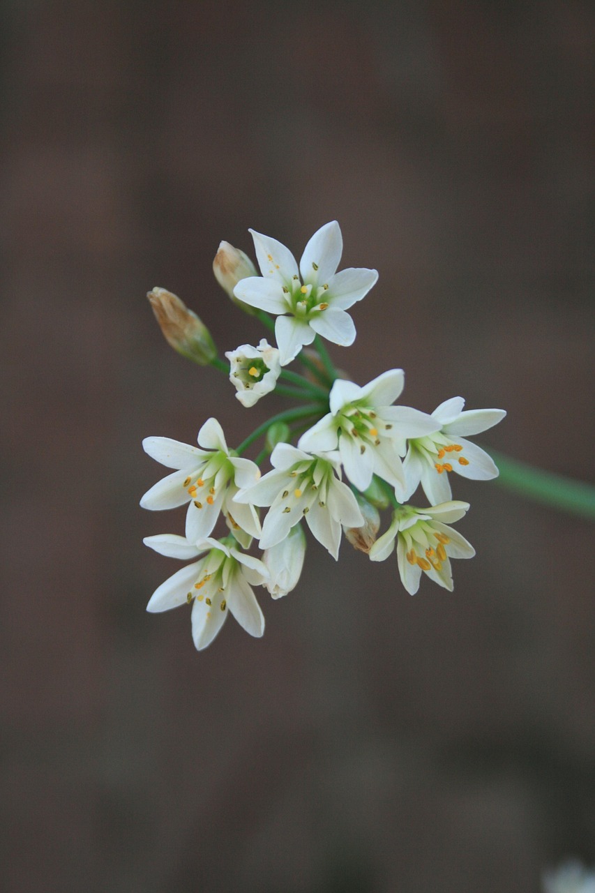 Flores Ajo Pequeño - Foto gratis en Pixabay - Pixabay