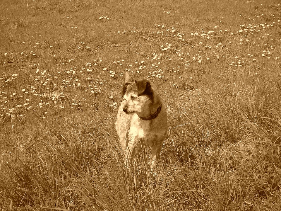 Perro Terrier Atento - Foto gratis en Pixabay