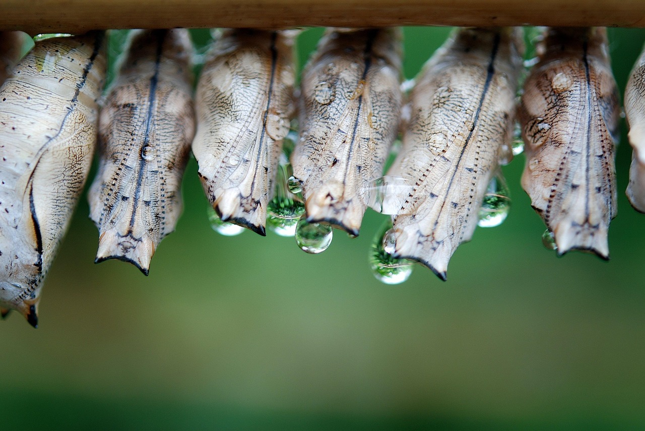 10,000+ Free Butterfly Cocoons & Cocoon Images - Pixabay